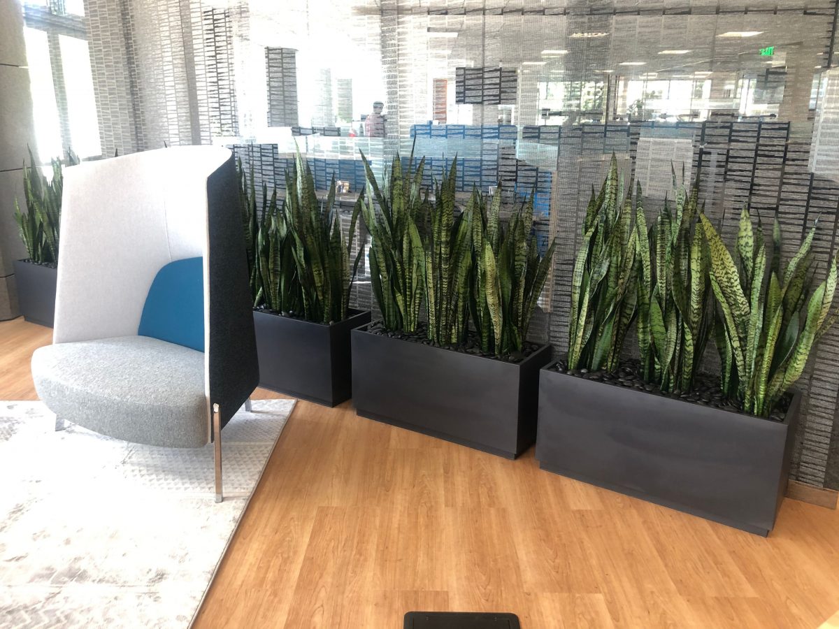 Office Design Trends for 2021: Bring Nature Inside - Greenleaf IPS - Blog