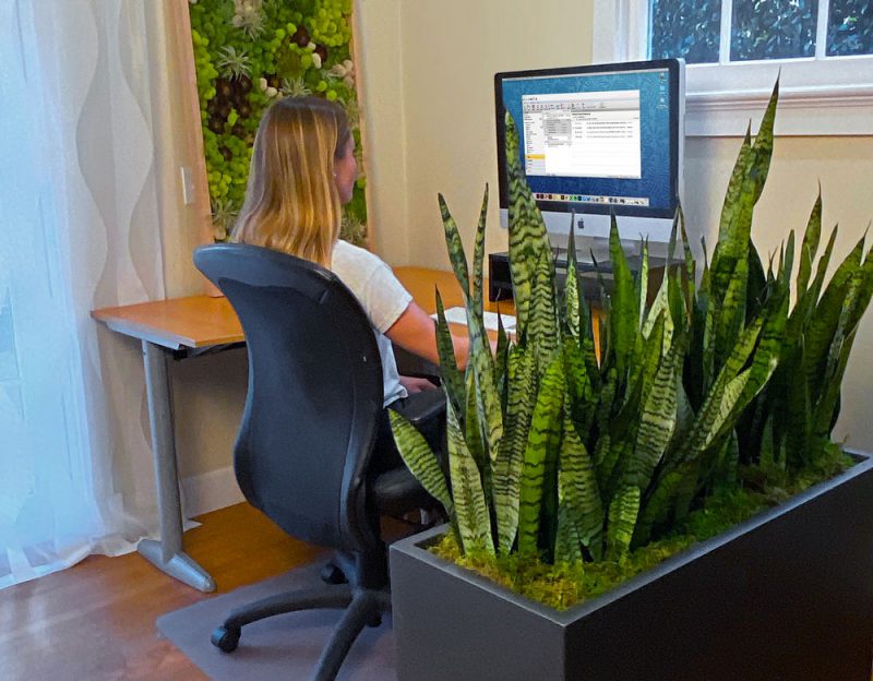 Residential Plants Services - Greenleaf Interior Plant Solutions