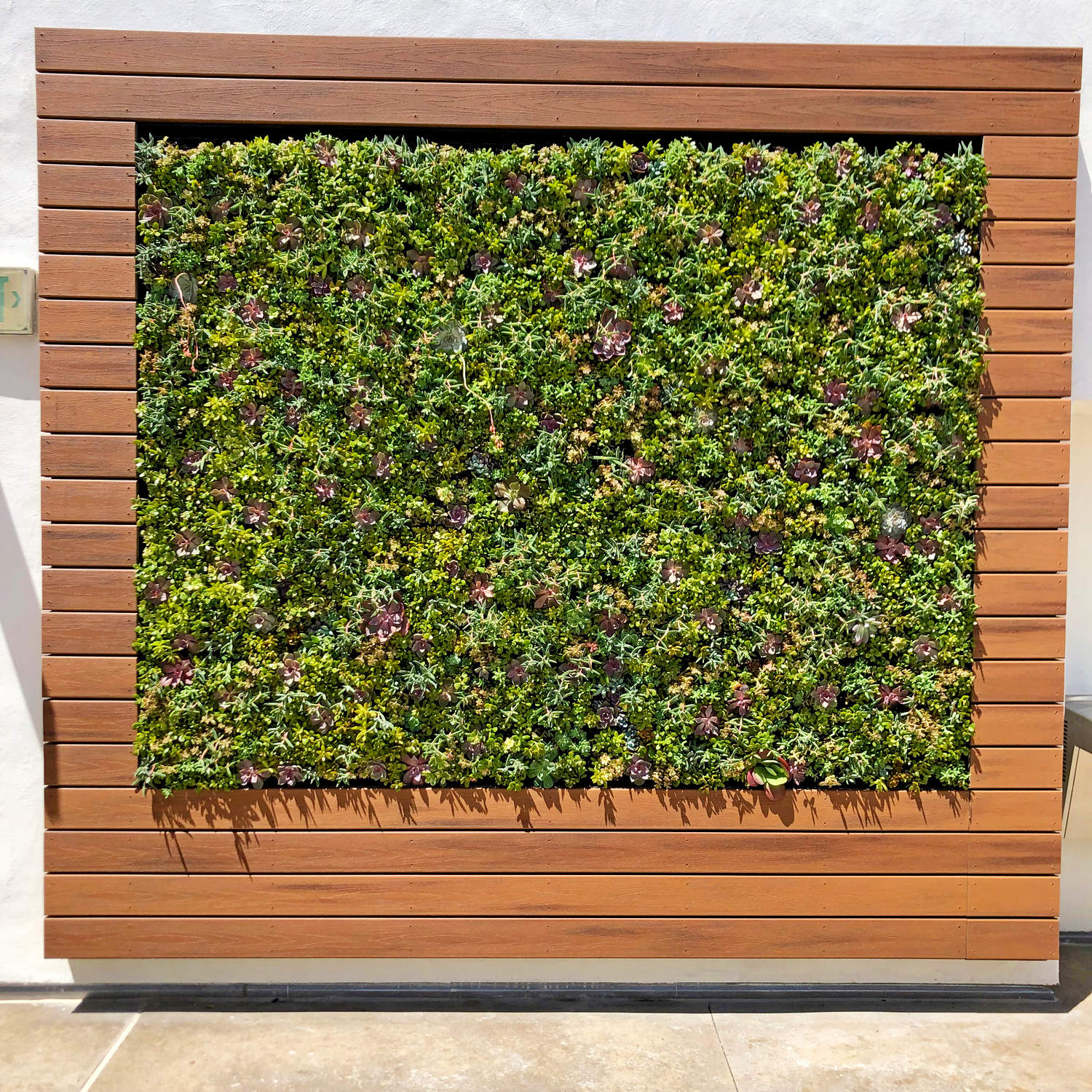 SDSU – Succulent Plant Wall - Greenleaf Interior Plant Solutions