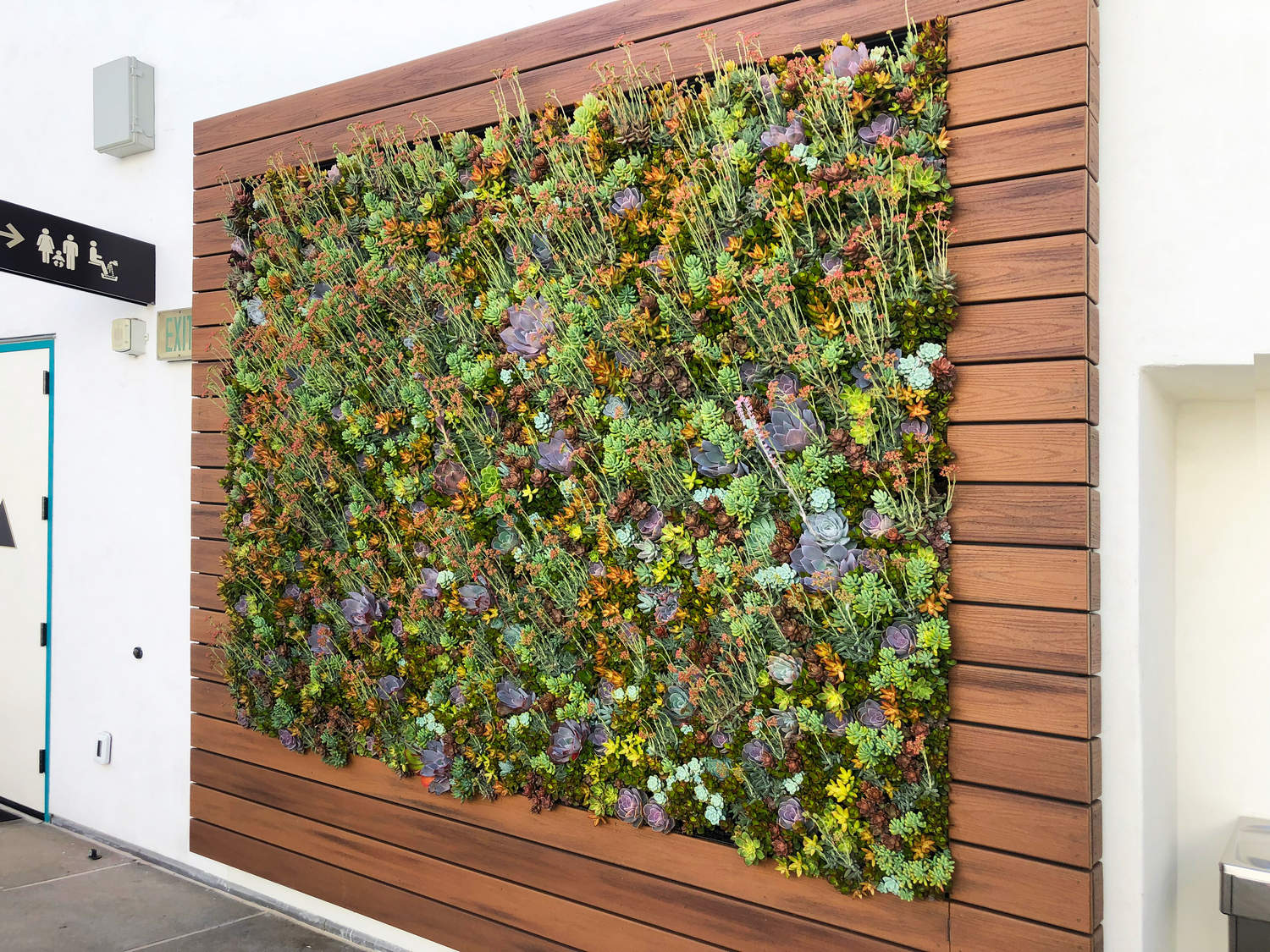 SDSU – Succulent Plant Wall - Greenleaf Interior Plant Solutions