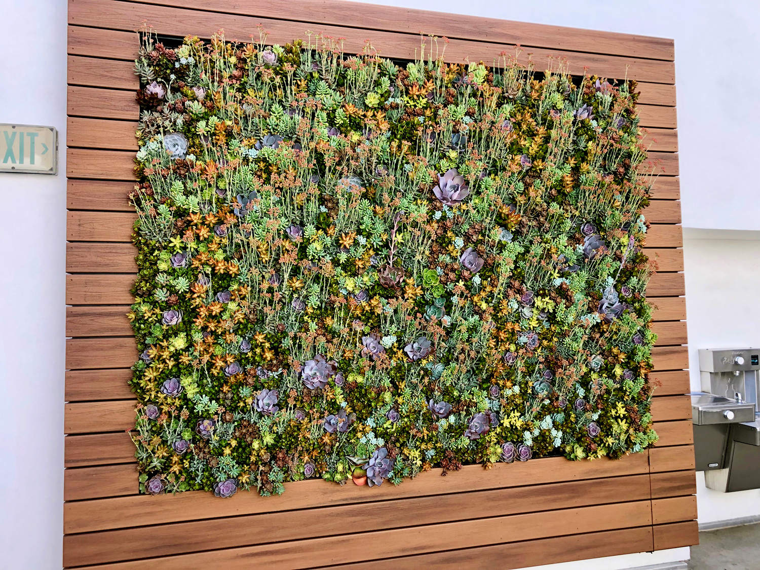 SDSU – Succulent Plant Wall - Greenleaf Interior Plant Solutions