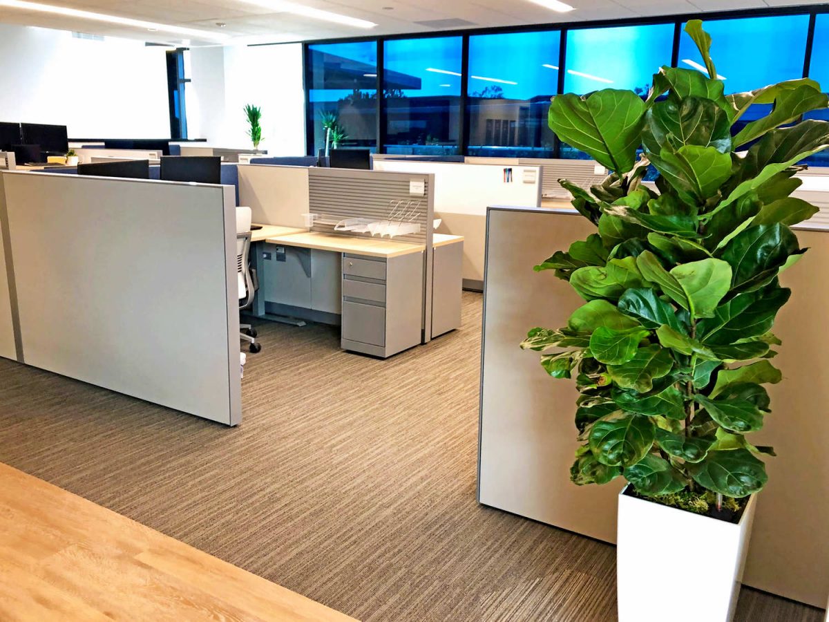 Zentalis - Greenleaf Interior Plant Solutions