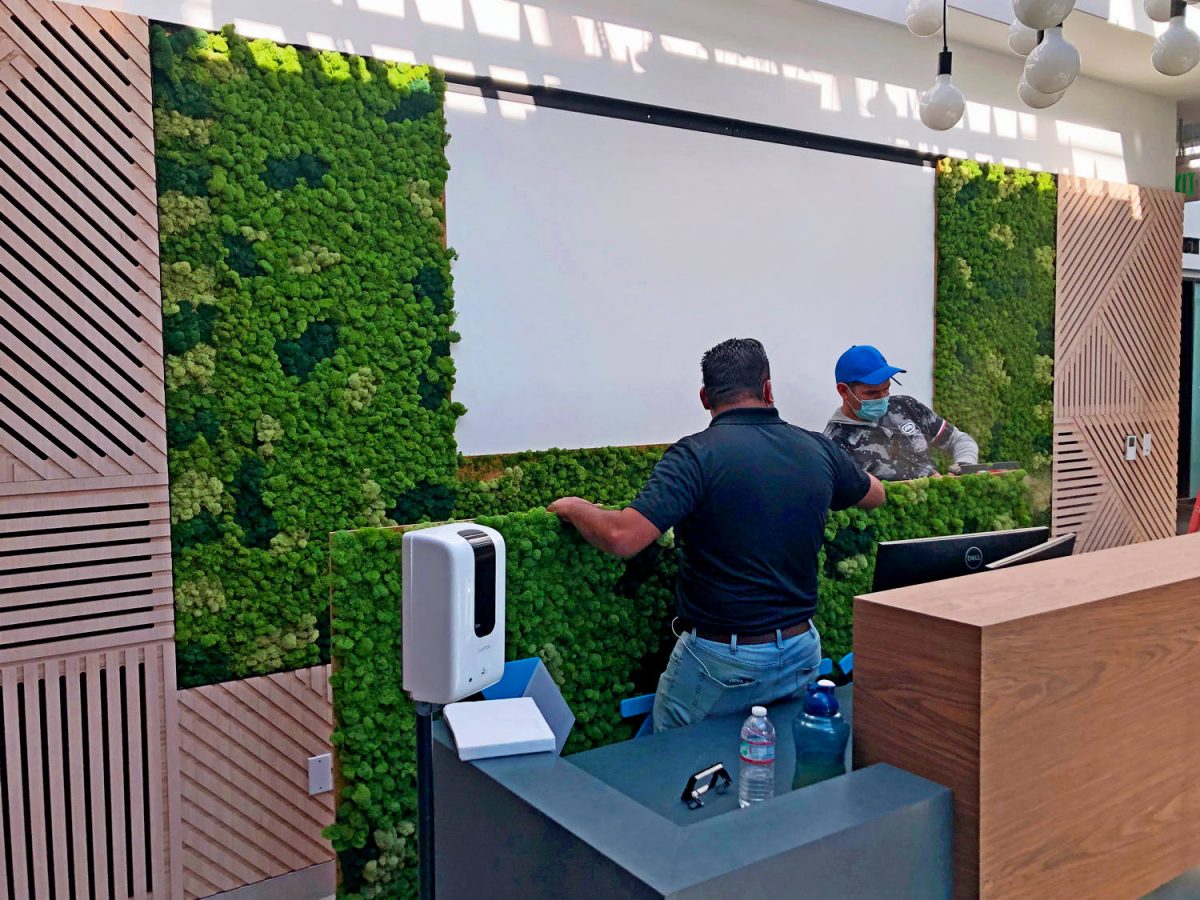 Zentalis - Greenleaf Interior Plant Solutions
