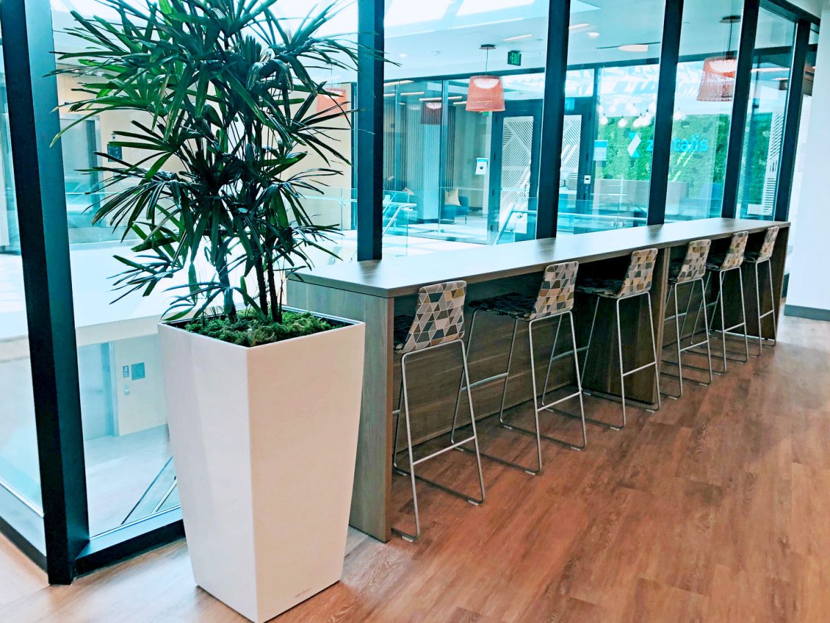 Zentalis - Greenleaf Interior Plant Solutions